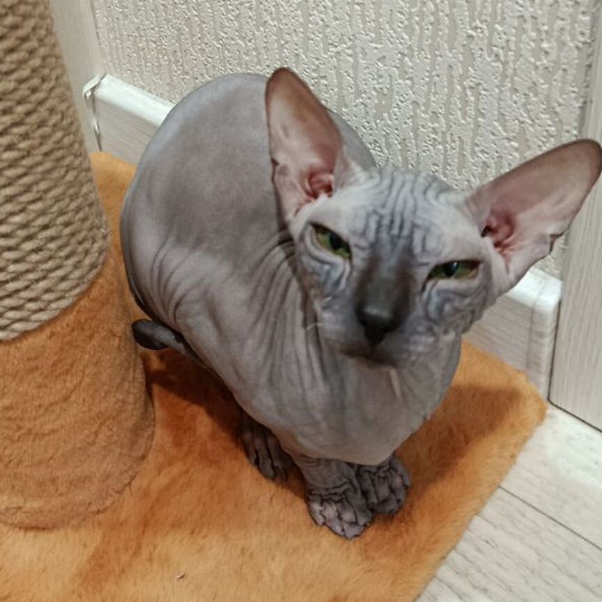 Канадский сфинкс, взрослая кошка