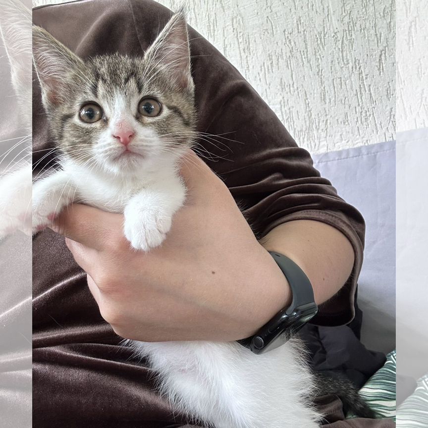 Котёнок в добрые руки