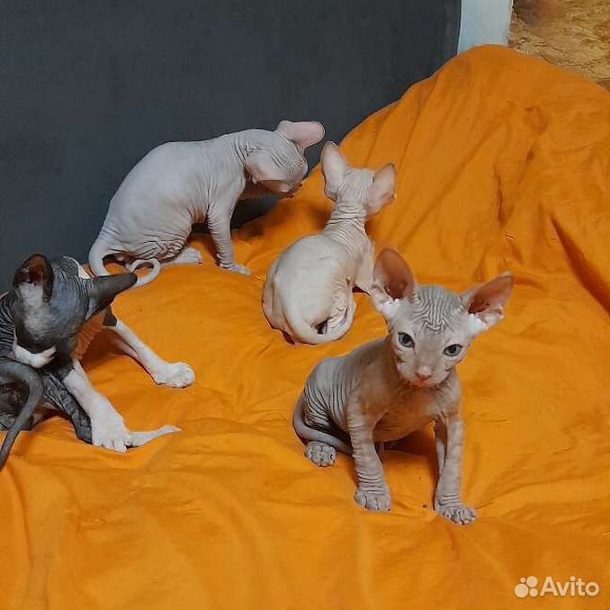 Котята канадского сфинкса 3мальчика и2 девочки