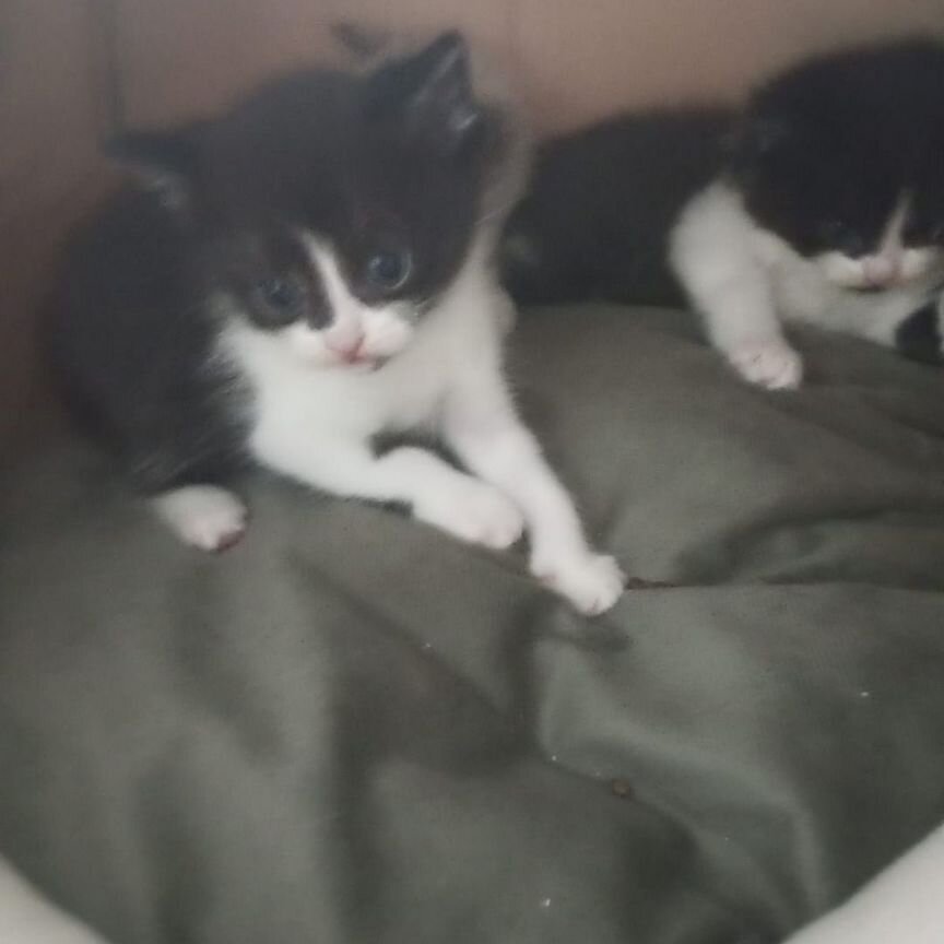 Отдам котят в добрые руки