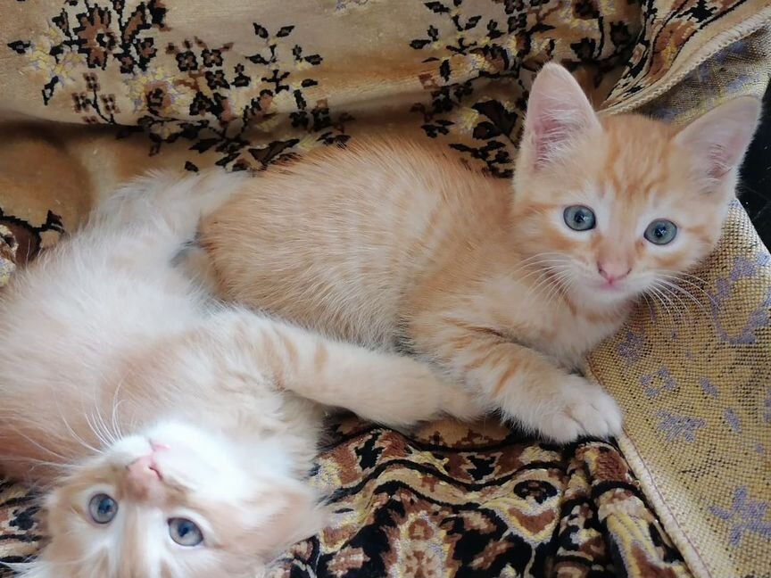 Котятки в добрые и ласковые руки