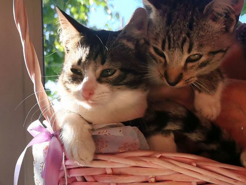 Котята 2,5мес от опытных мышеловов Петергоф