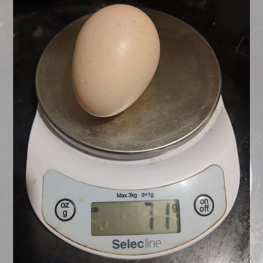 Яйцо инкубационное и цыплята