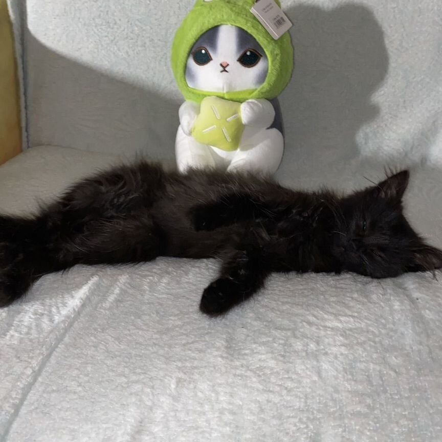 Котик маленький