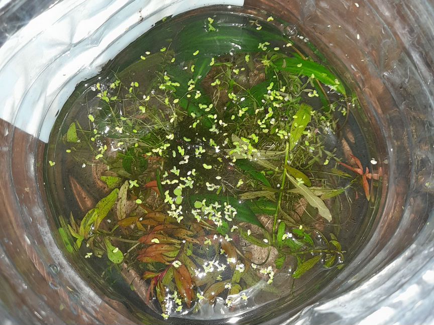 Аквариумные растения