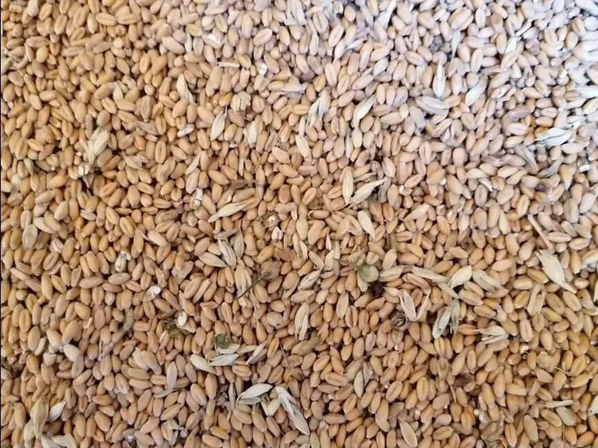 Кормовой овёс, Просо корма