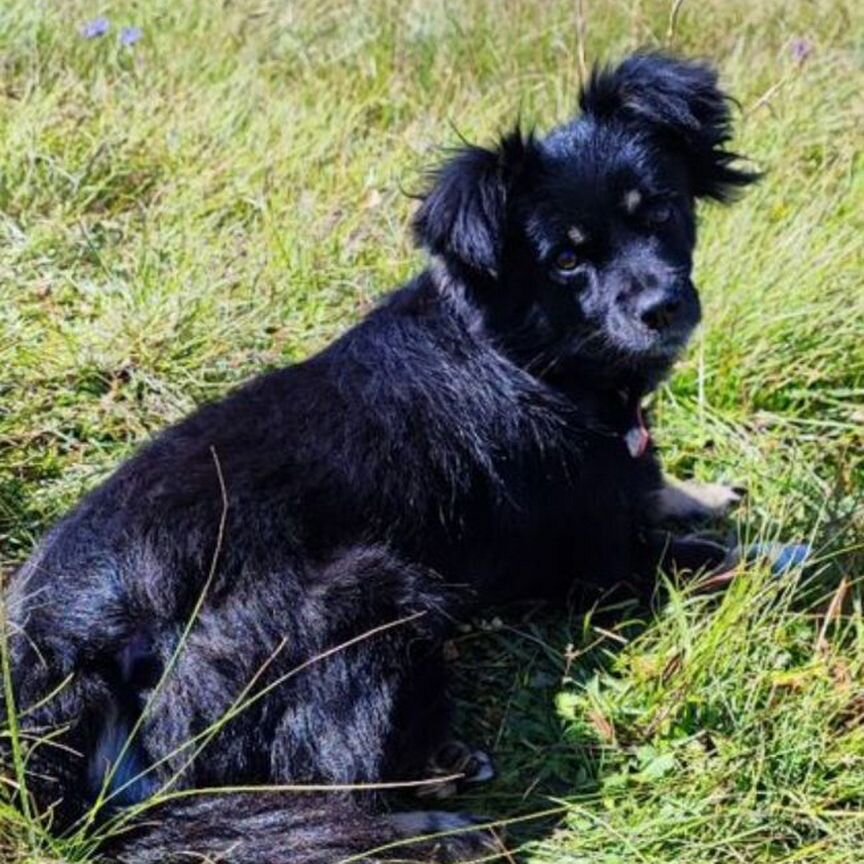 Собачка в добрые руки