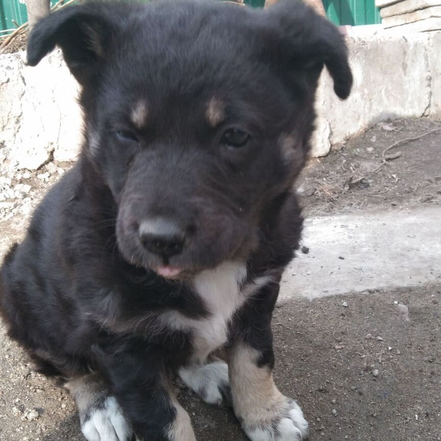 Отдам бесплатно щенка девочку