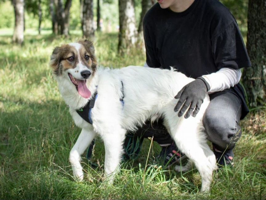 Элвис в ответсвенные руки