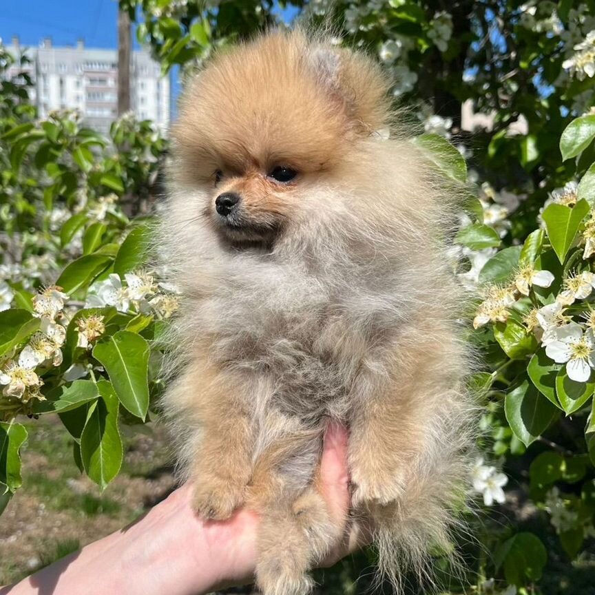 Померанский шпиц мини