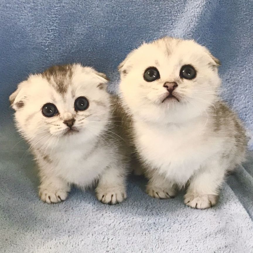 Шотландский вислоухий короткошёрстный котёнок
