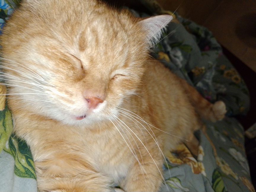 Молодая бездомная кошечка рыженькая