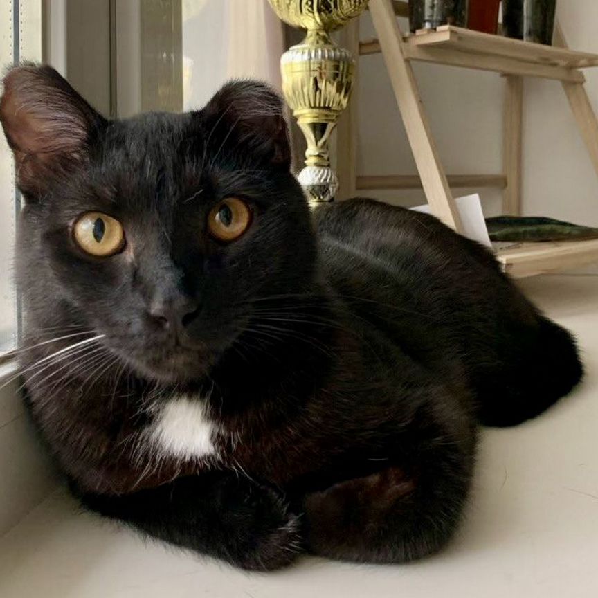 Взрослый кот в добрые руки