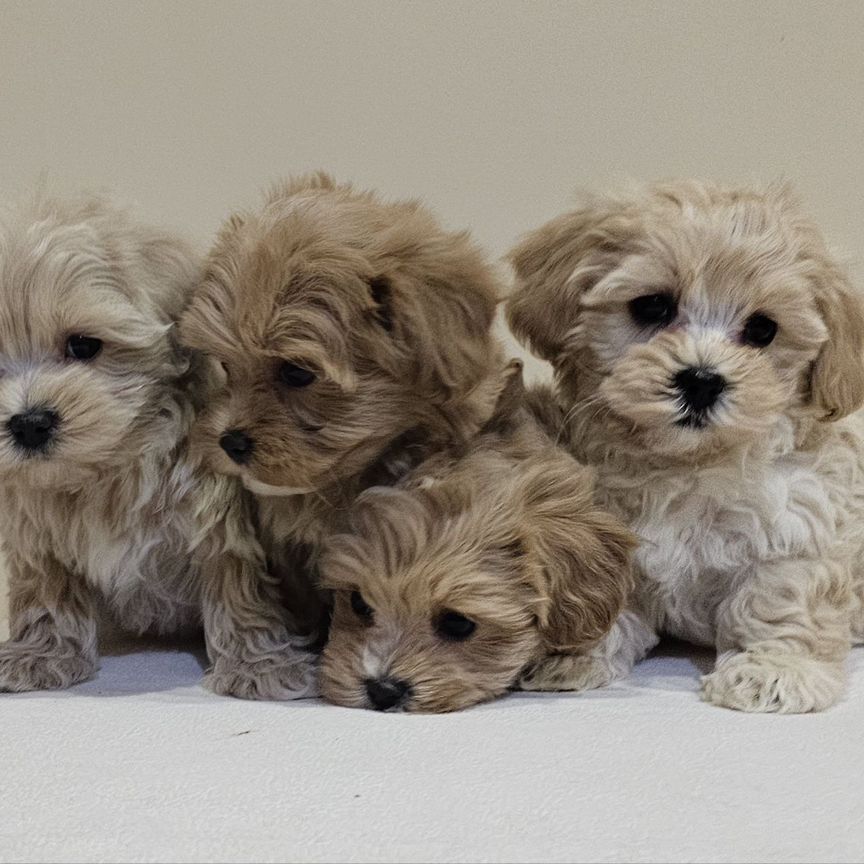 Щенки мальтипу f1 девочка