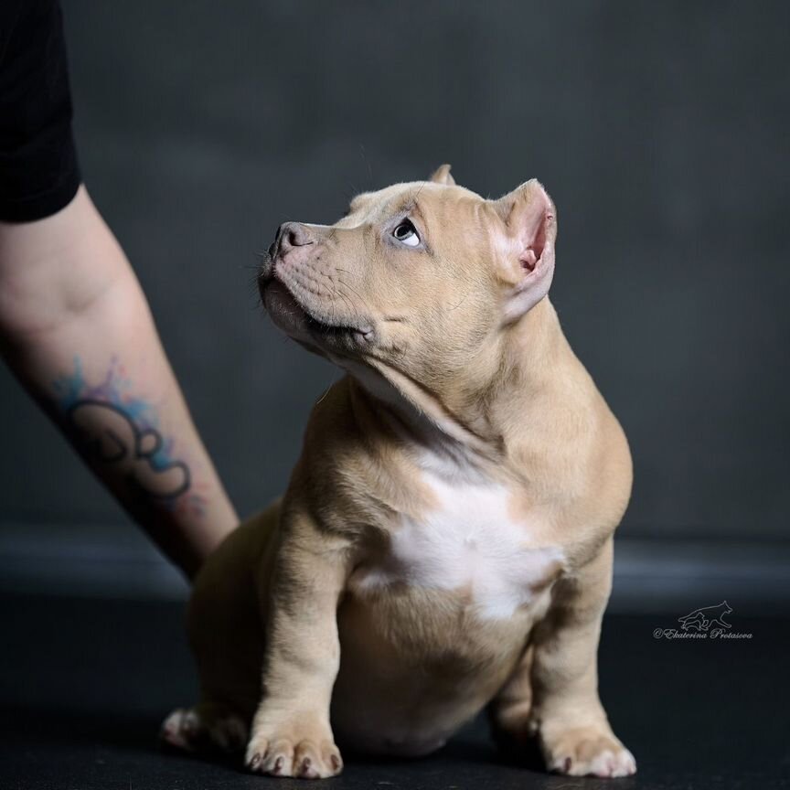 Американский булли, щенок