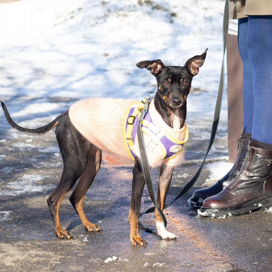 Взрослая собака в добрые руки