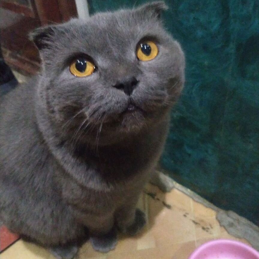 Котик скитался на улице, нужен дом