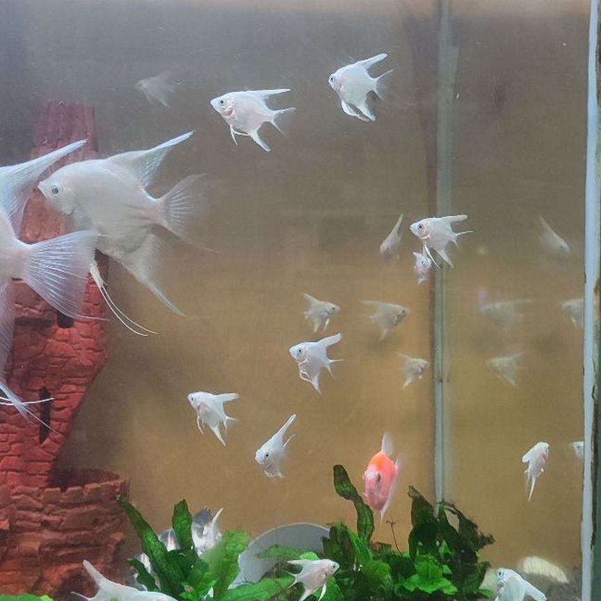 Рыбки скалярии