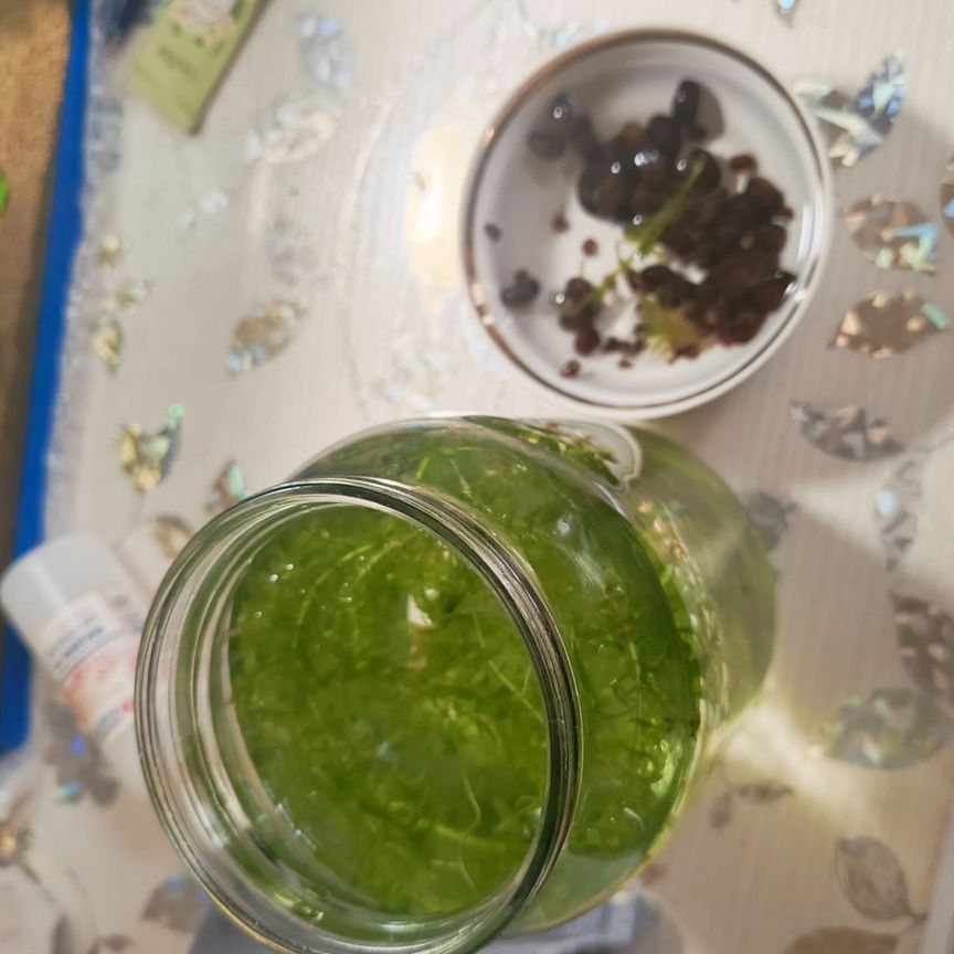 Водоросли для аквариума, улитки бесплатно