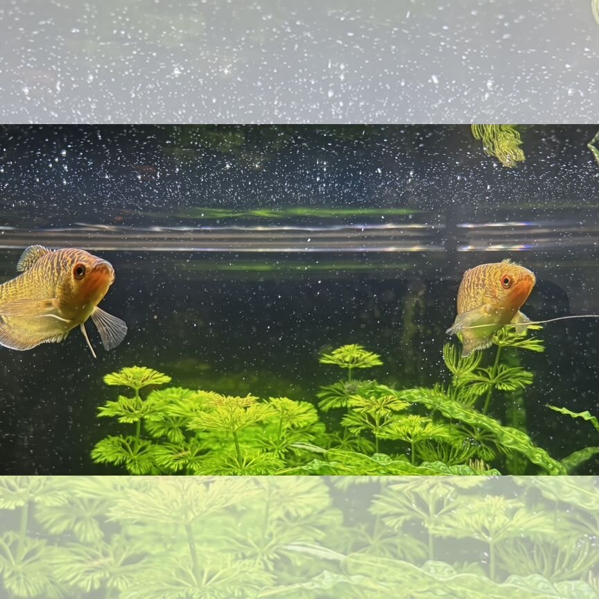 Гурами золотой пара