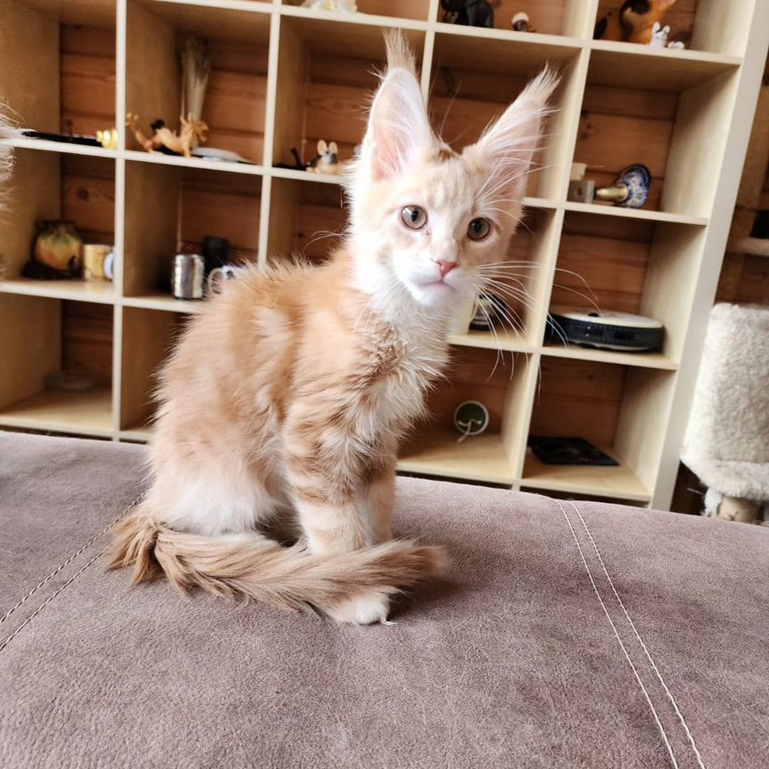 Мальчик мейн-кун с нереальным характером