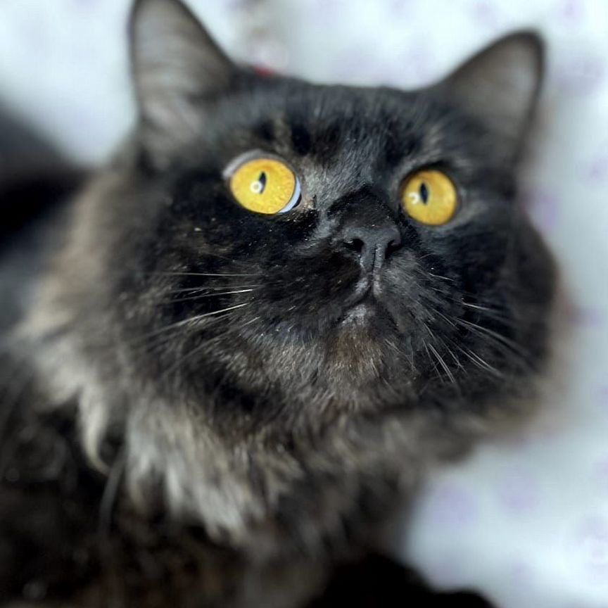 Мейнкун в добрые руки