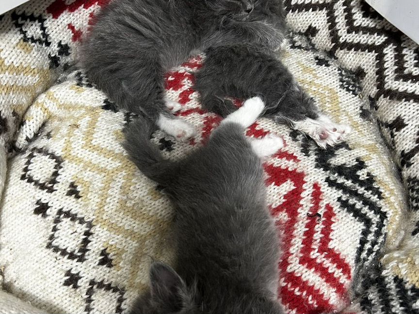 Котята в добрые руки