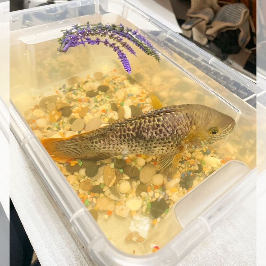 Рыба в аквариум цихлида