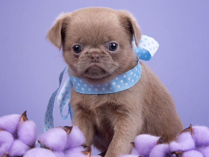 Пти брабансон. Мальчик - красавчик