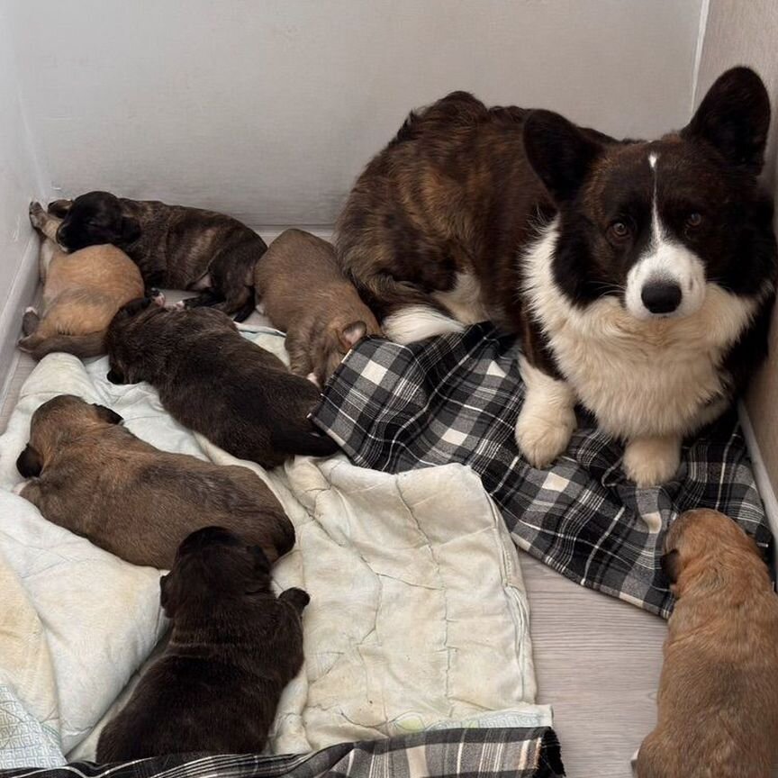 Вельш Корги Кардиган, щенок