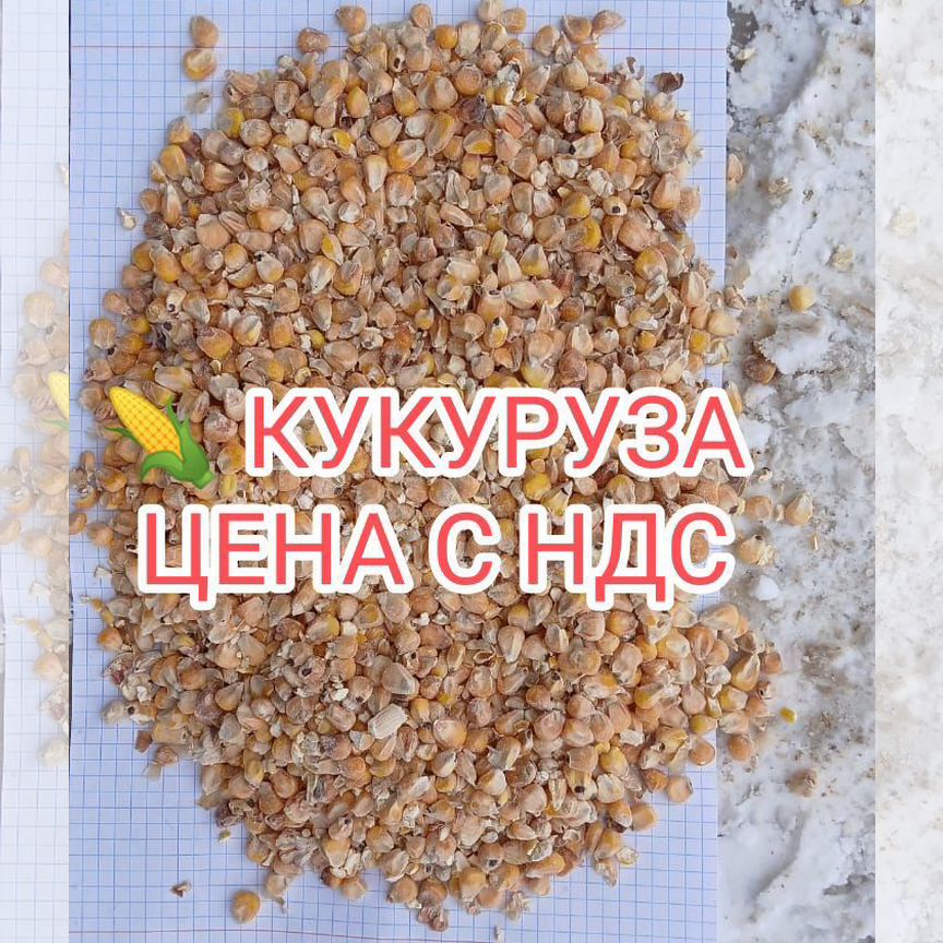 Кукуруза кормовая 1000тн
