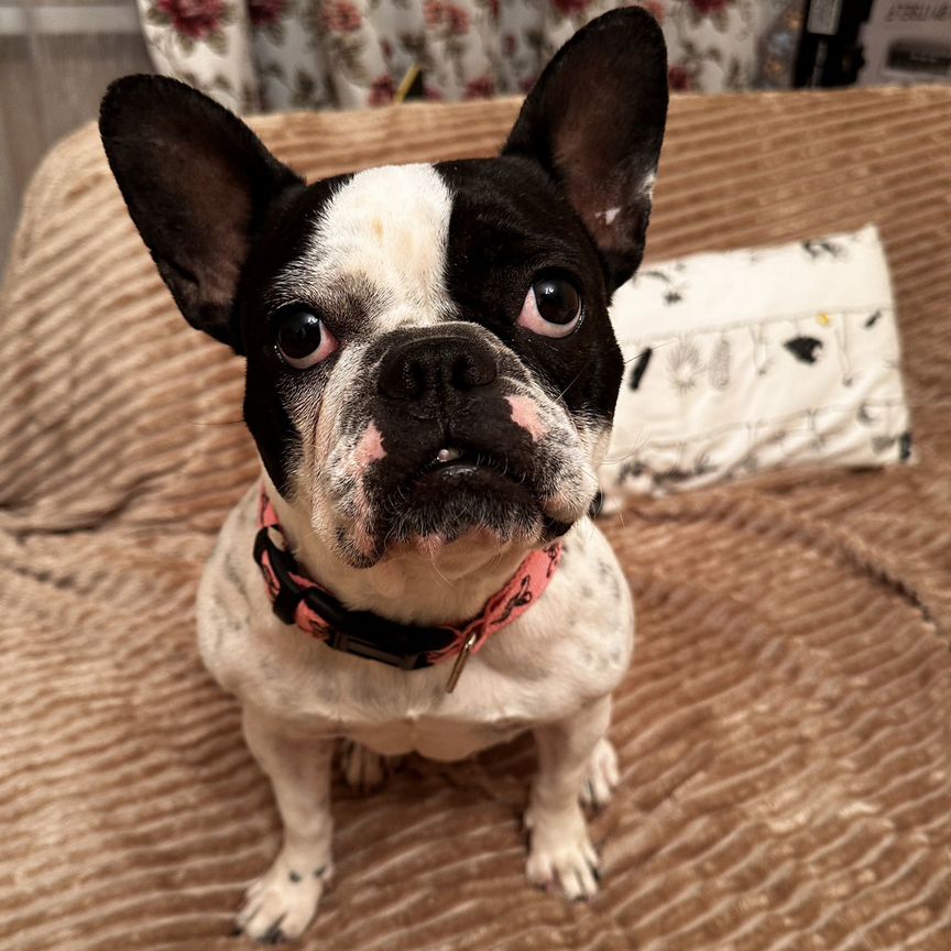 Французский бульдог, взрослая собака