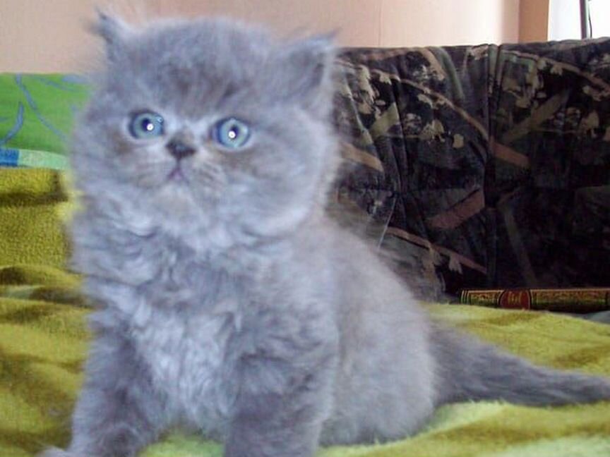 Персидские плюшечки