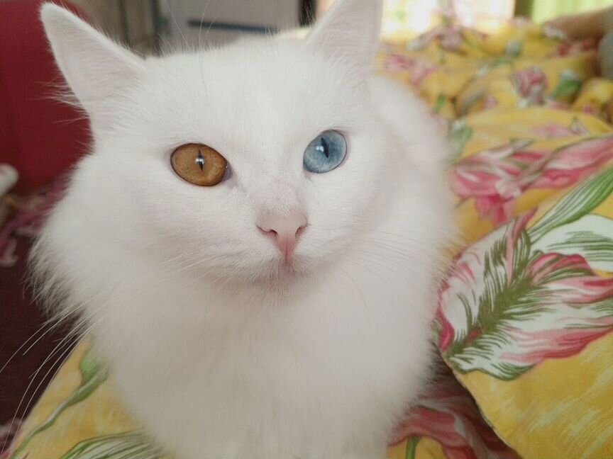 Вязка
