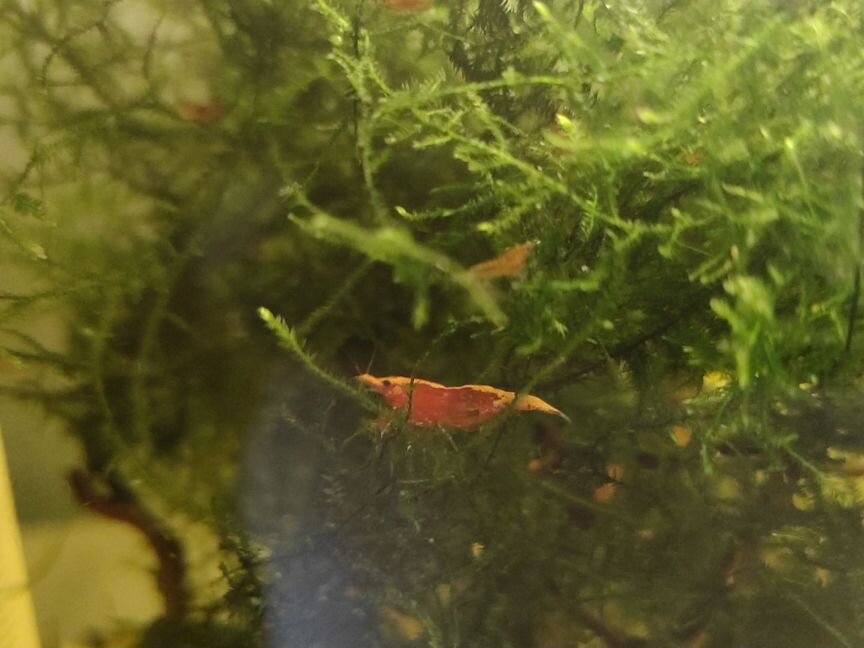 Креветки аквариумные, сомы и ампулярии