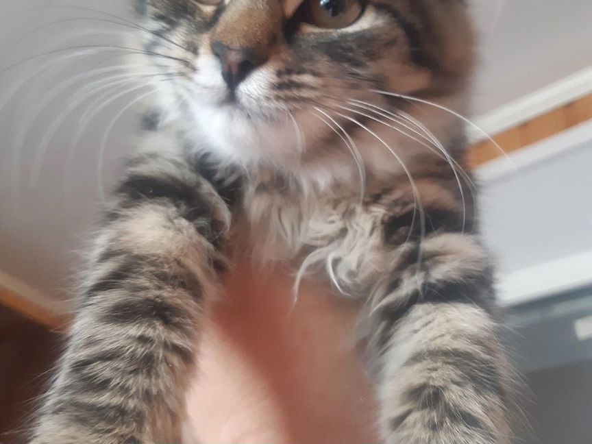 Кошечке нужна любящая семья