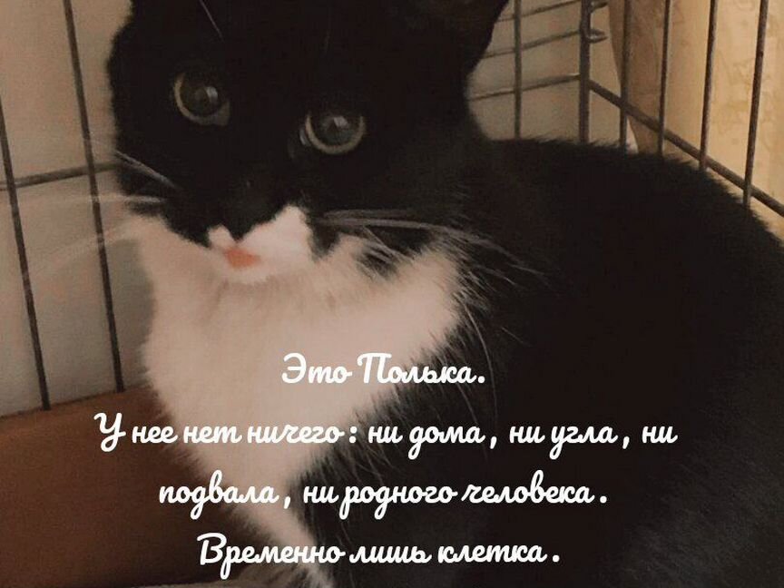 Одинокая кошечка Полька