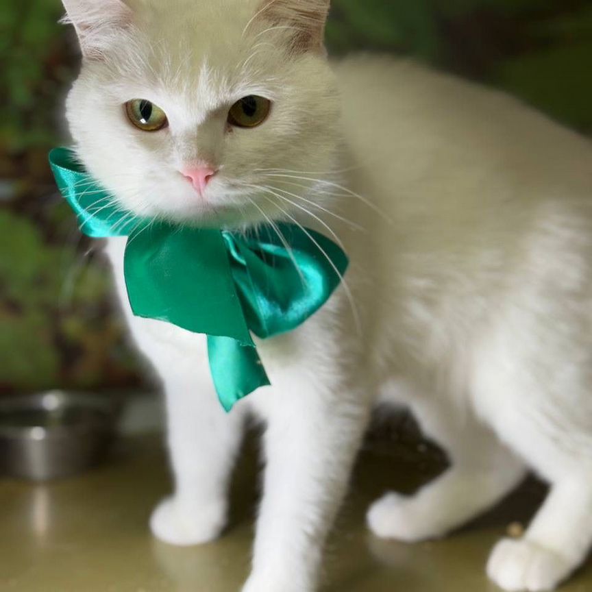 Замурчательная белоснежная кошечка