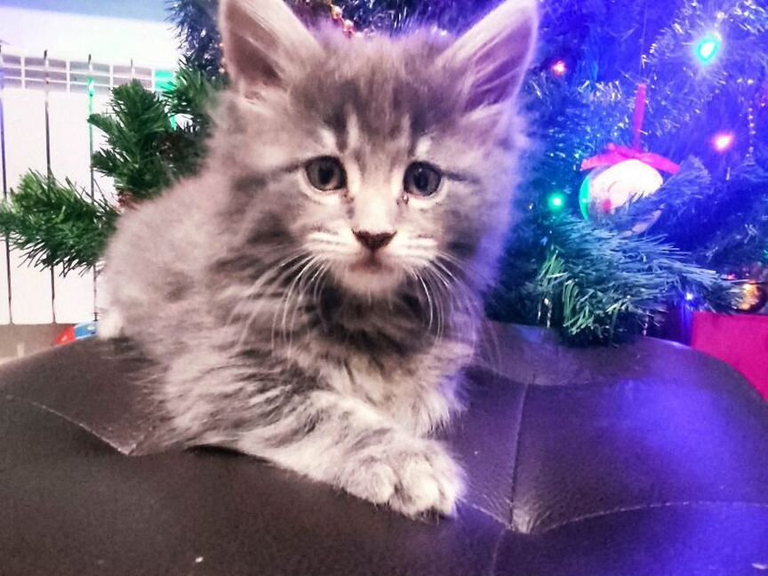 Котята мейн-кун