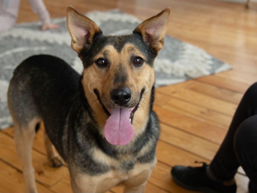 Подарите любовь бездомному другу