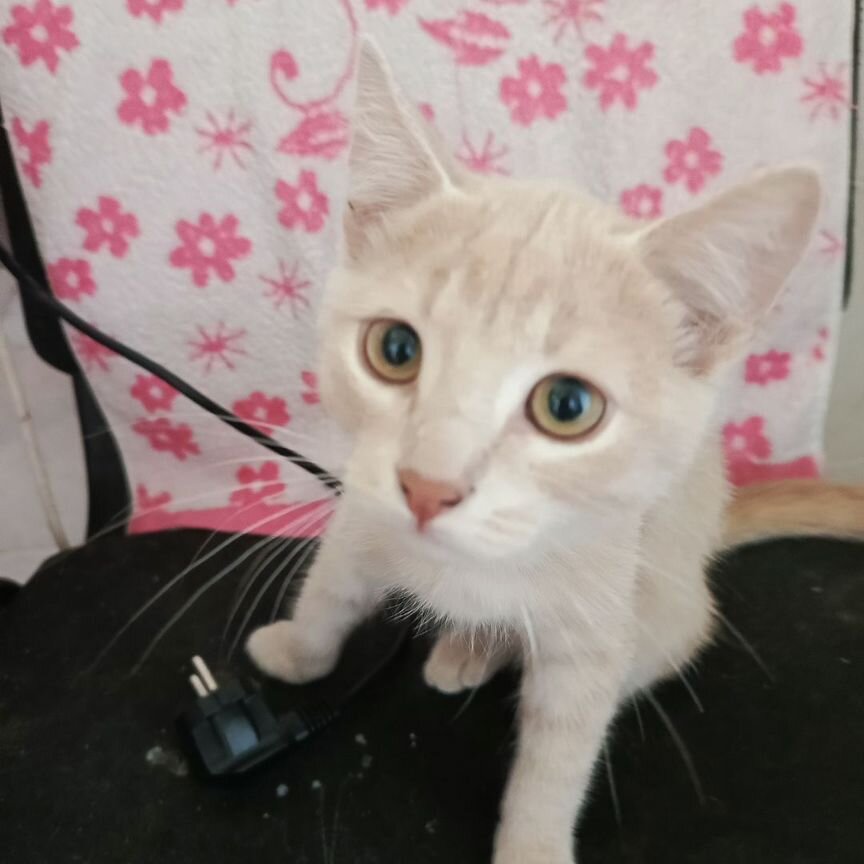 Котята в добрые руки бесплатно