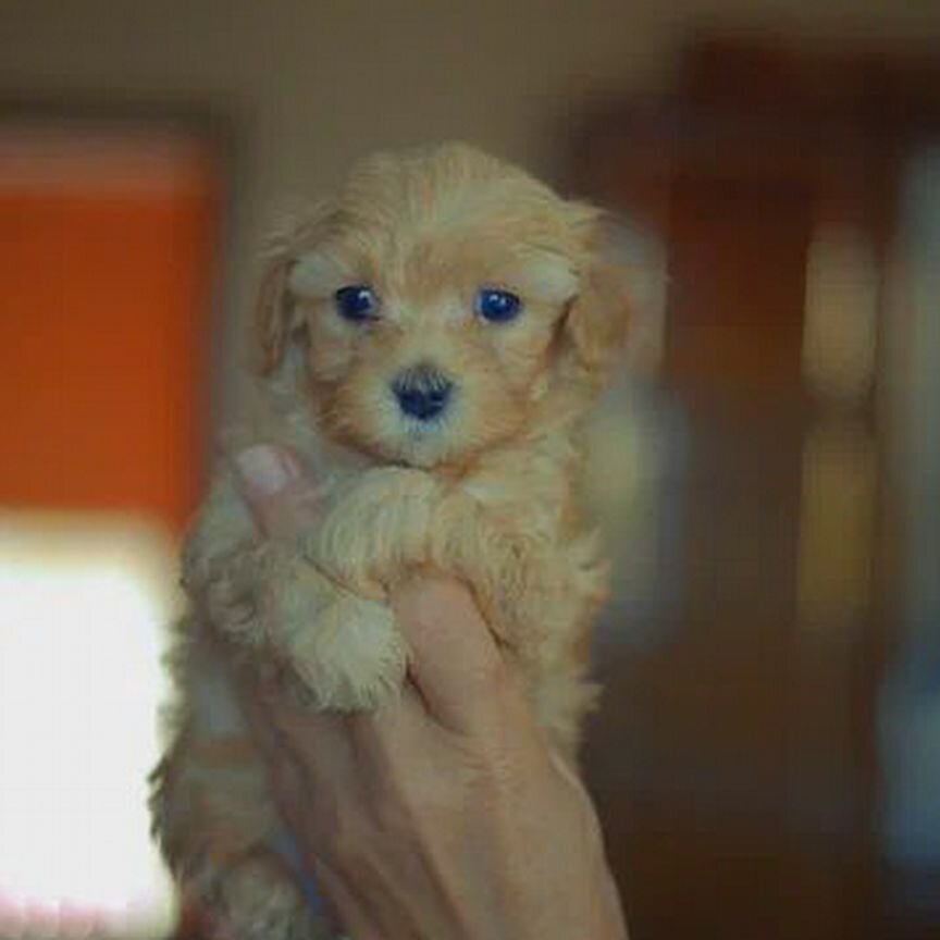 Продаю щенка Мальтипу,девочка