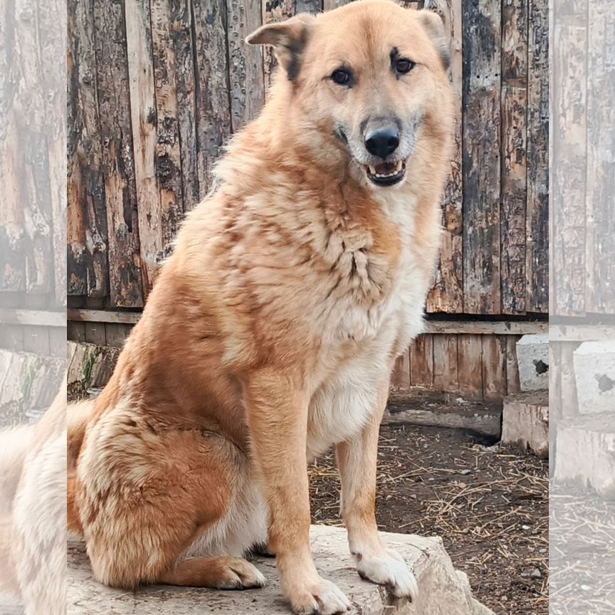 Взрослый пёс в добрые руки