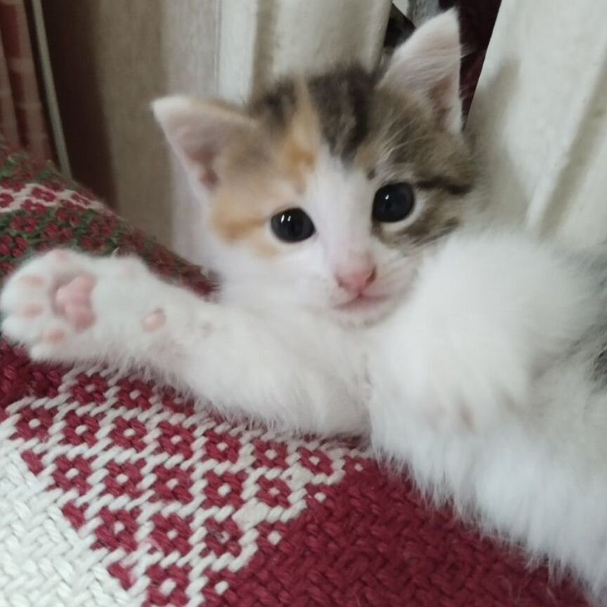 Отдам маленькую трехцветную кошечку в добрые руки