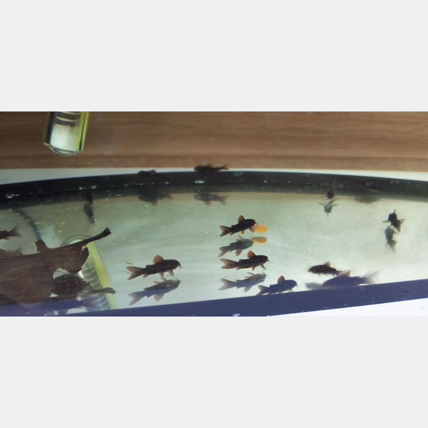 Коридорас Венесуэла Блэк