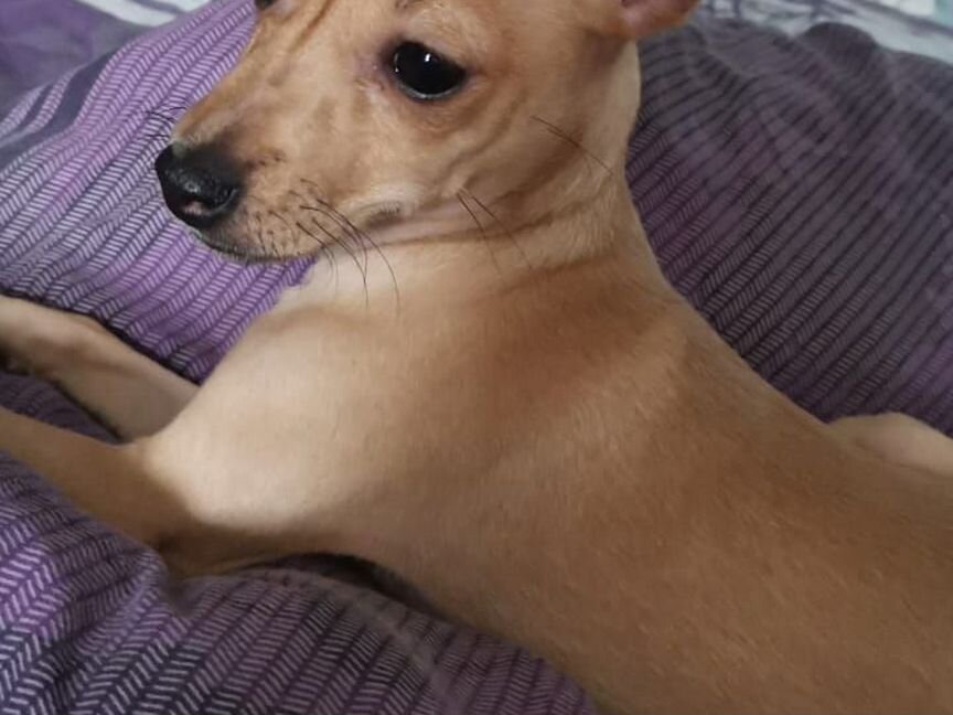 Русский той-терьер