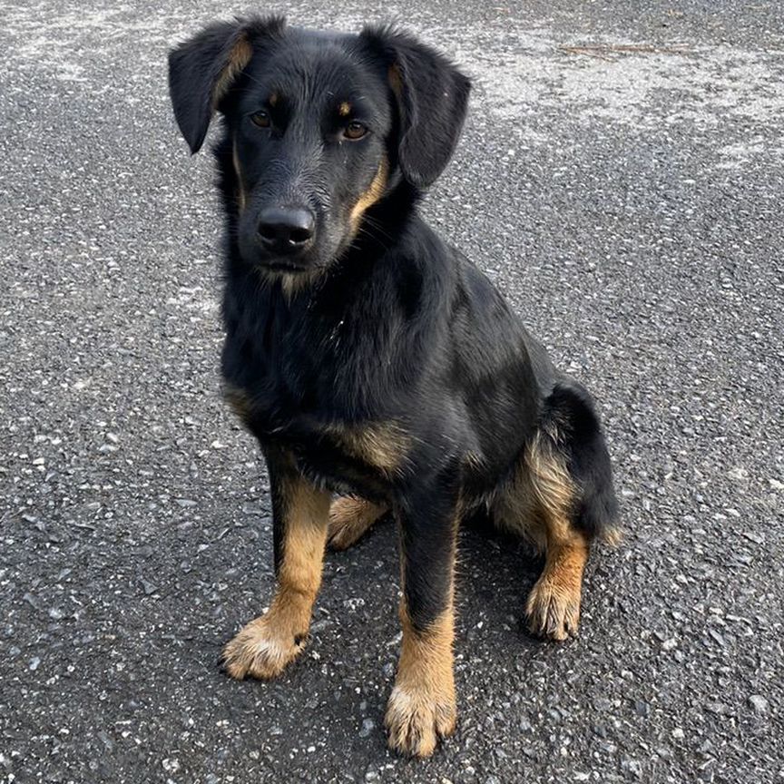 Щенок овчарки девочка