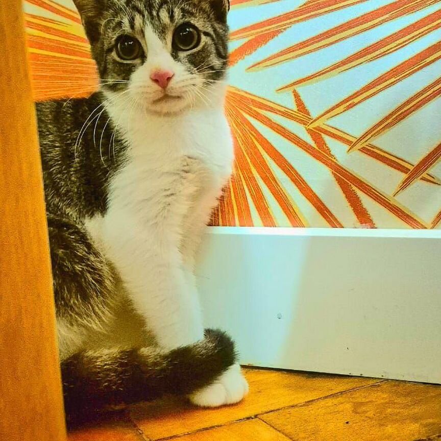 Котёнок парнишка
