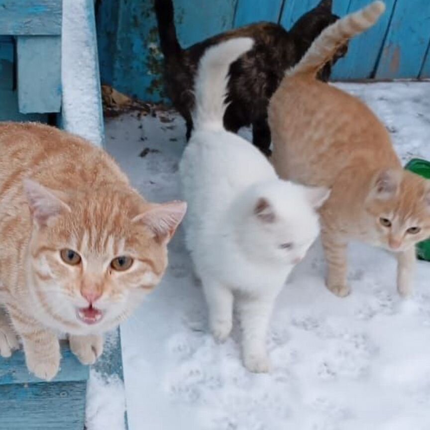 Взрослый кот в добрые руки