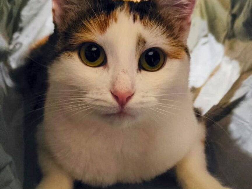 Как встретишь Новый Год, так его и проведешь